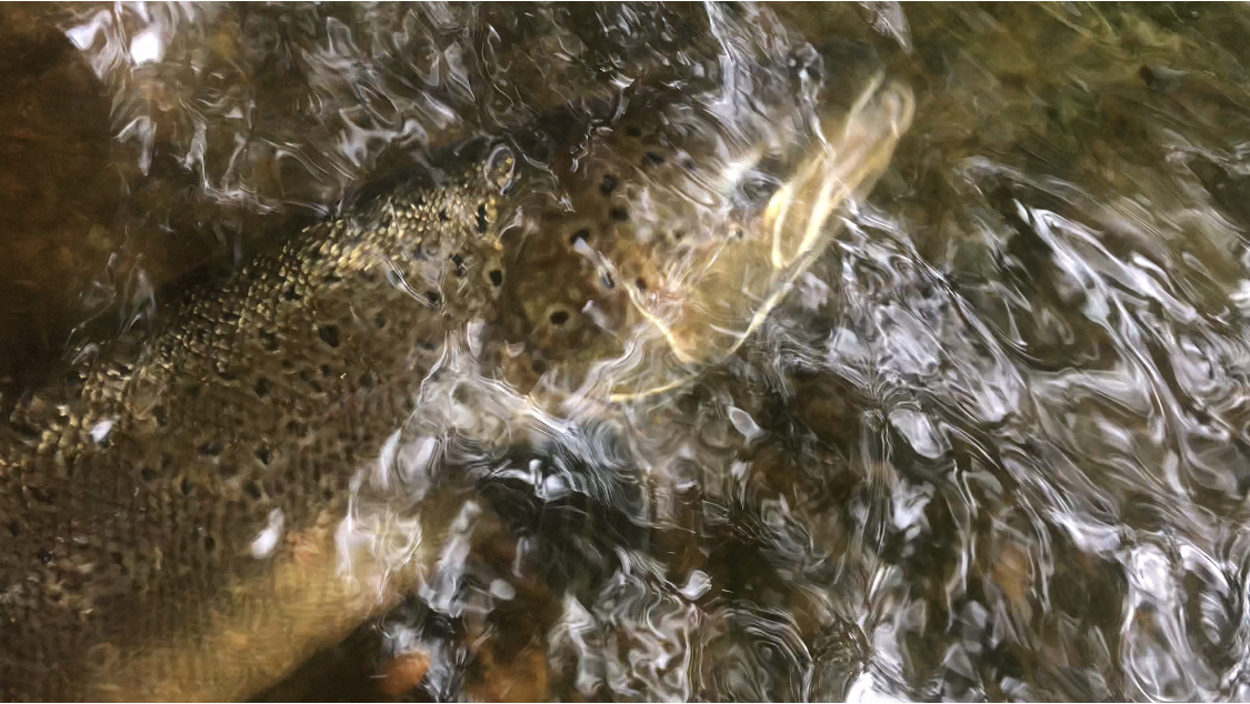 Guided Salmon Fly Fishing in Devon - The Devon School of Fly Fishing